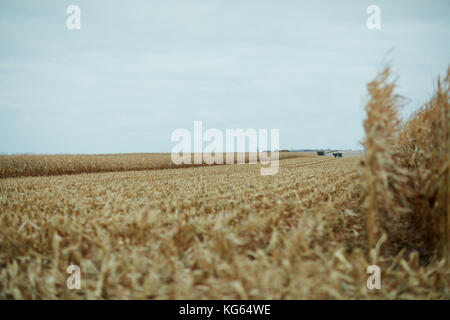 A field of wheat being harvested by two large yellow machines. In the ...