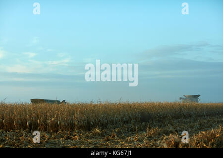 A field of wheat being harvested by two large yellow machines. In the ...