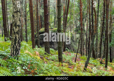 Wald mit Farn Stock Photo - Alamy