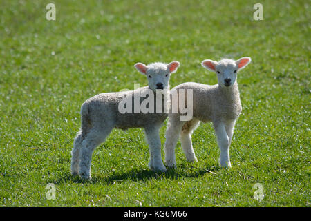 two baby lambs standing together in the evening sun on green grass and ...