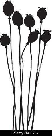 dried poppy head vector isolated on white Stock Vector Image & Art - Alamy