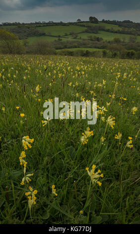 Cowslips, Primula veris, in unimproved pasture at the Lower Kingcombe ...