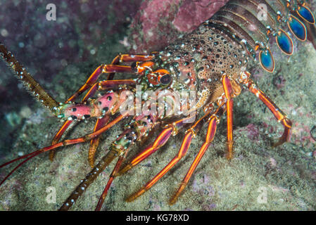 Japanese Spiny Lobster, Panulirus japonicus (Von Siebold, 1824 Stock ...