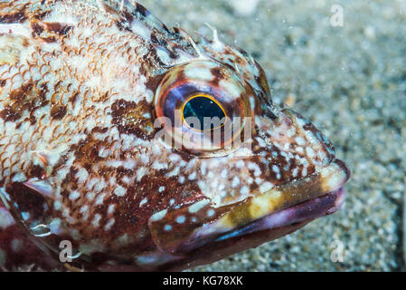 False kelpfish or Marbled rockfish (Sebastiscus marmoratus) in Japan ...