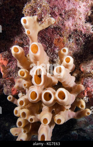 Sponges at Key West FL, Florida Keys Stock Photo - Alamy