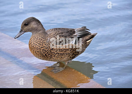 Adult female Falcated Duck (Mareca falcata) walking in polders in ...