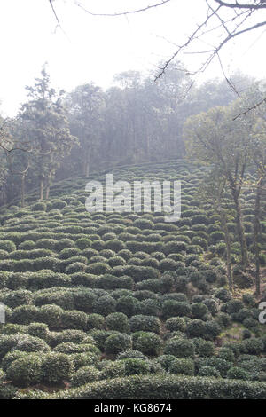 The tea fields in Hangzhou on the mountain slopes, in China Stock Photo ...