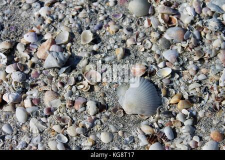 Broken seashells on sand at beach, Hobart, Tasmania, Australia Stock ...