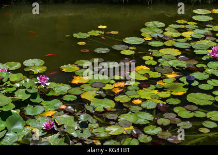 Water lilies bloom in ancient Huaihe River ahead of summer solstice in ...