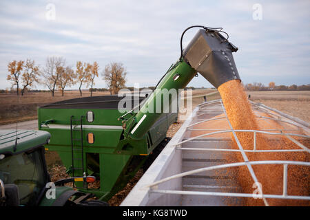 Combine and grain truck offloading corn grain into tractor trailer ...