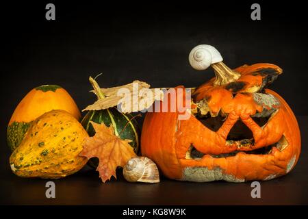 Moldy pumpkin. End of Halloween celebrations. The decaying pumpkin ...