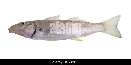 Sand whiting also known summer, yellowfin or blue-nose whiting (Sillago ...