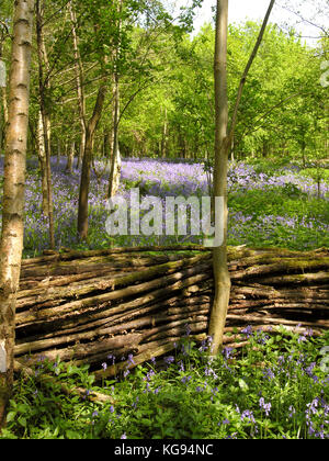 Waresley and Gransden Woods Nature Reserve Cambridgeshire England Uk ...