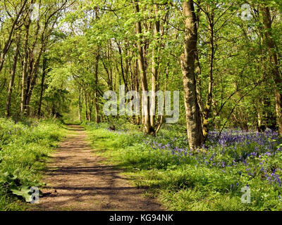 Waresley and Gransden Woods Nature Reserve Cambridgeshire England Uk ...