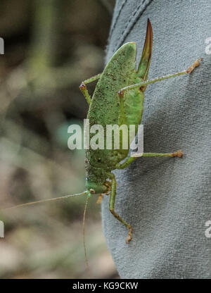 Painted grasshopper or horse lubber grasshoppers, are found in the ...