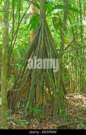Walking Palm (Socratea exorrhiza) stilt roots enable it to shift ...
