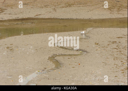 Rivulets meander through the soft silty mud of the Kingsbridge Estuary ...