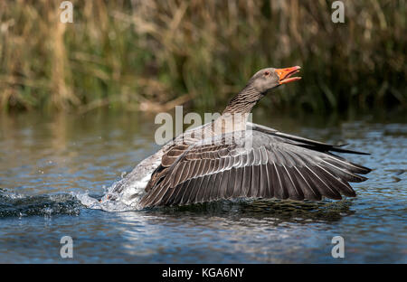 Greylag goose displaying on a Scottish loch Stock Photo - Alamy