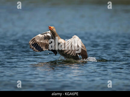 Greylag goose displaying on a Scottish loch Stock Photo - Alamy