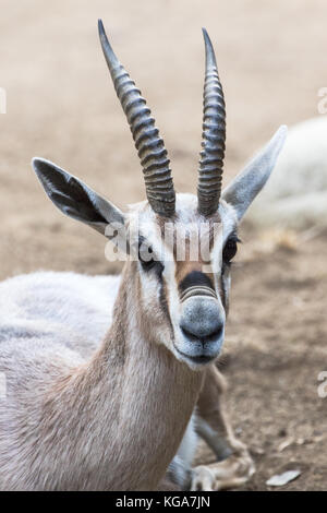 Speke's Gazelle - Gazella spekei Captive Specimen Stock Photo - Alamy
