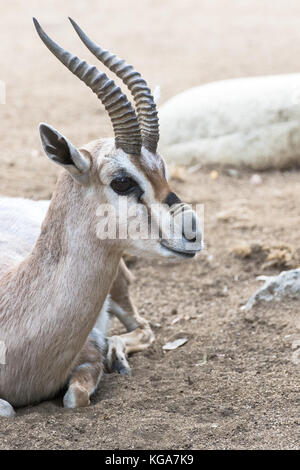 Speke's Gazelle - Gazella spekei Captive Specimen Stock Photo - Alamy
