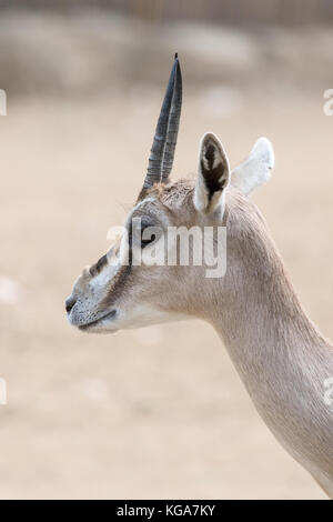 Speke's Gazelle - Gazella spekei Captive Specimen Stock Photo - Alamy