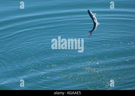Jumping Salmon, Alaska Stock Photo - Alamy