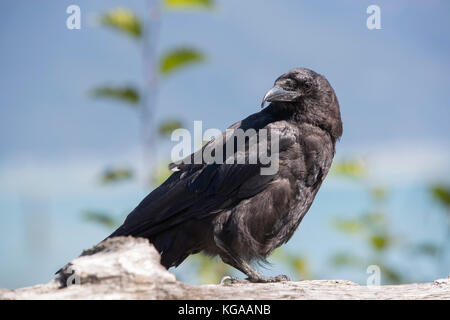 Common Raven, Alaska Stock Photo - Alamy