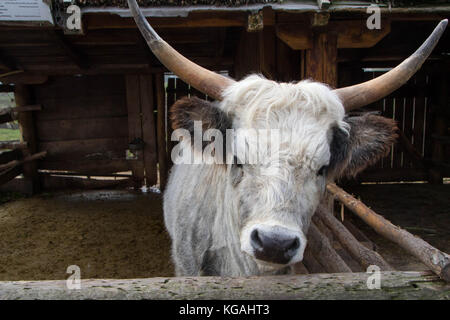 Podolian cow originates directly from European wild cow, the tur (Bos ...