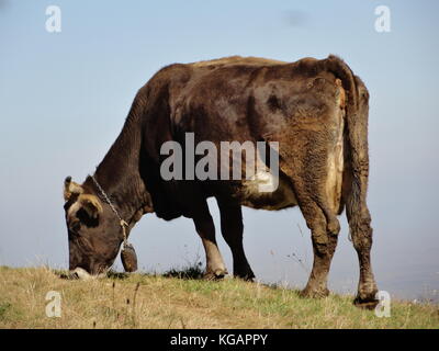 A cow grazing in a beautiful mountainous landscape in Argentina Stock ...