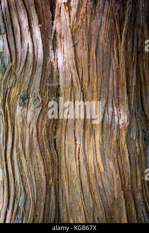 Brown Wood tree texture with knag in day light Stock Photo - Alamy