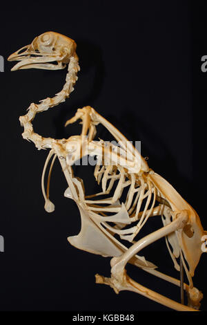 Skeleton of a pigeon Stock Photo - Alamy