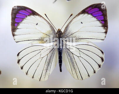 The Queen Purple Tip, Regal Purple Tip, or Large Violet Tip (Colotis ...