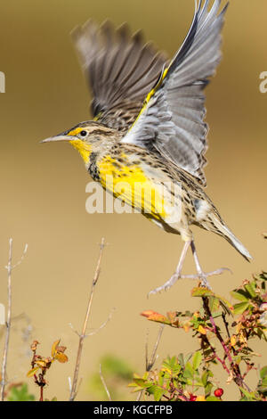Western meadowlark during spring on territory Stock Photo - Alamy