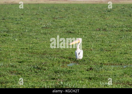 Pelican comun - Great white pelican - Pelecanus onocrotalus Stock Photo ...