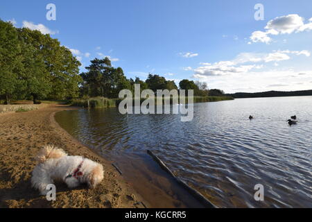 Polsden Lacey and Frencham Pond Stock Photo - Alamy
