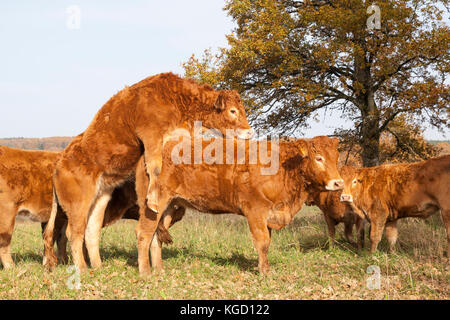 Beef cattle farming. Limousin cow with her calf in a field. This beef ...