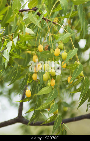 Azadirachta indica, Siamese neem tree, Nim , Margosa, Quinine Bark ...