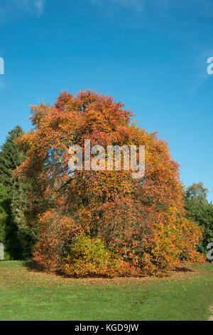 Sweet gum, Liquidambar styraciflua Stock Photo - Alamy