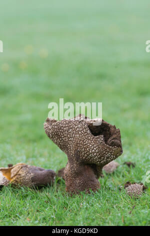 mosaic puffball (Lycoperdon utriforme Stock Photo - Alamy