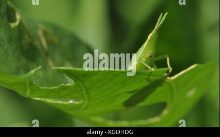 Green Grass Pyrgimorph grasshopper (Atractomorpha similis) on a kang ...
