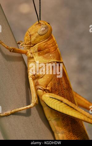 Giant grasshopper (Valanga irregularis), Ross River, Townsville, QLD ...