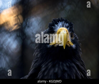 A portrait of a Steller's sea eagle (Haliaeetus pelagicus Stock Photo ...