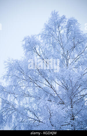 First snow in the forest. Rime and hoarfrost covering nature, trees and ...