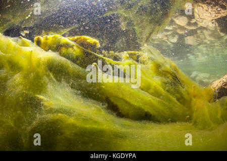 water silk, mermaid's tresses, blanket weed (Spirogyra spec ...