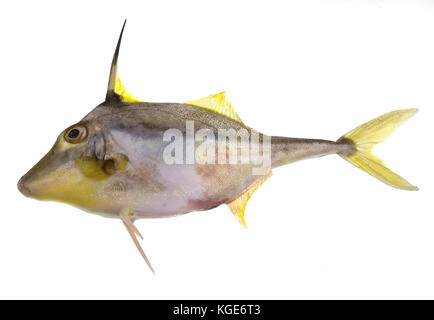 Yellowfin tripodfish, Tripodichthys angustifrons, is a fish with two ...