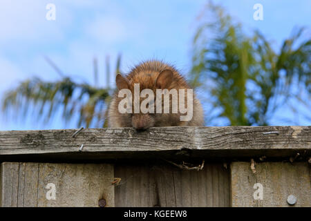 Bush rat (Rattus fuscipes Stock Photo - Alamy