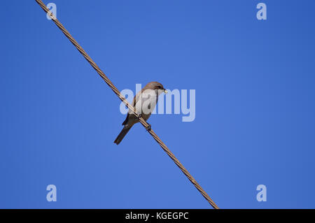 sparrow posing on a wire with a cricket in its beak Stock Photo - Alamy