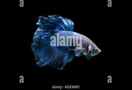 Blue and black siamese fighting fish in an aquarium among plants Stock ...