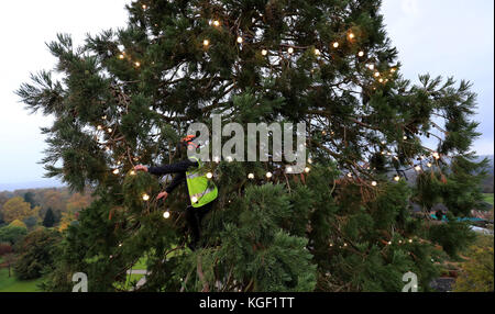 Wakehurst Place Christmas tree Stock Photo - Alamy